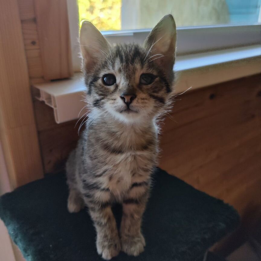 Котенок особенный полосатый