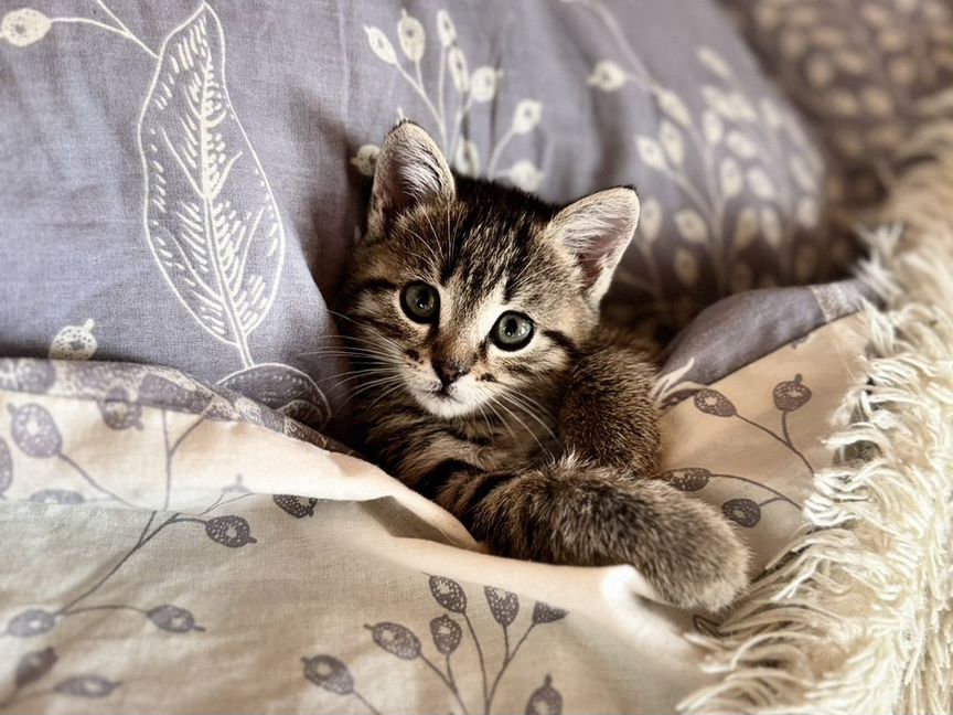 Кошка