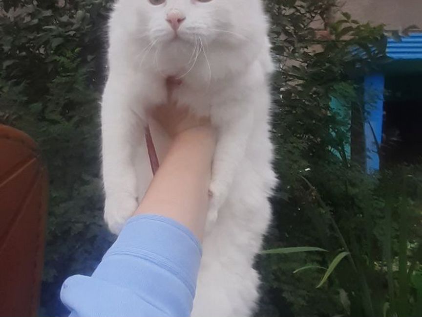 Фенотип турецкой ангоры