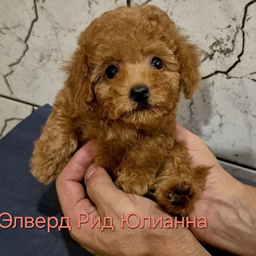 Той-пудель, щенок