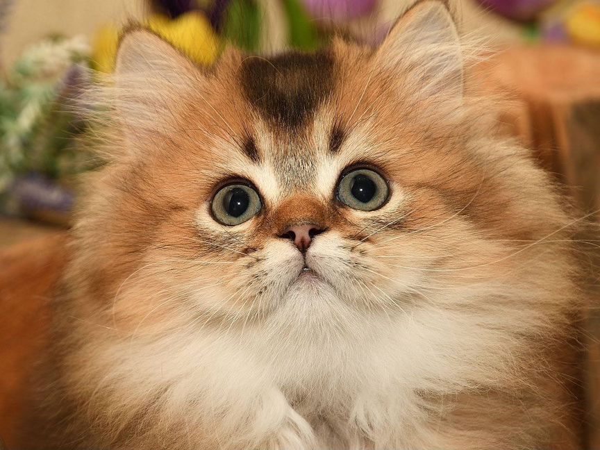 Золотой Длинношерстный котик Шотландец 2 мес