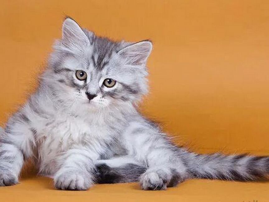 Мейн-кун с Сибирской котята