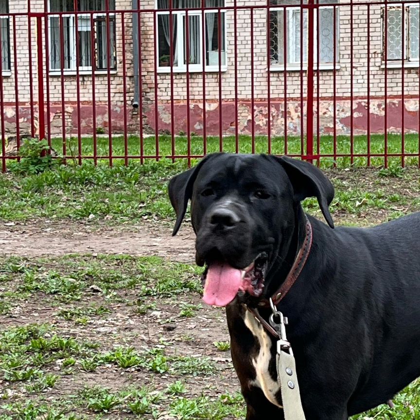 Отдадим в добрые руки собаку