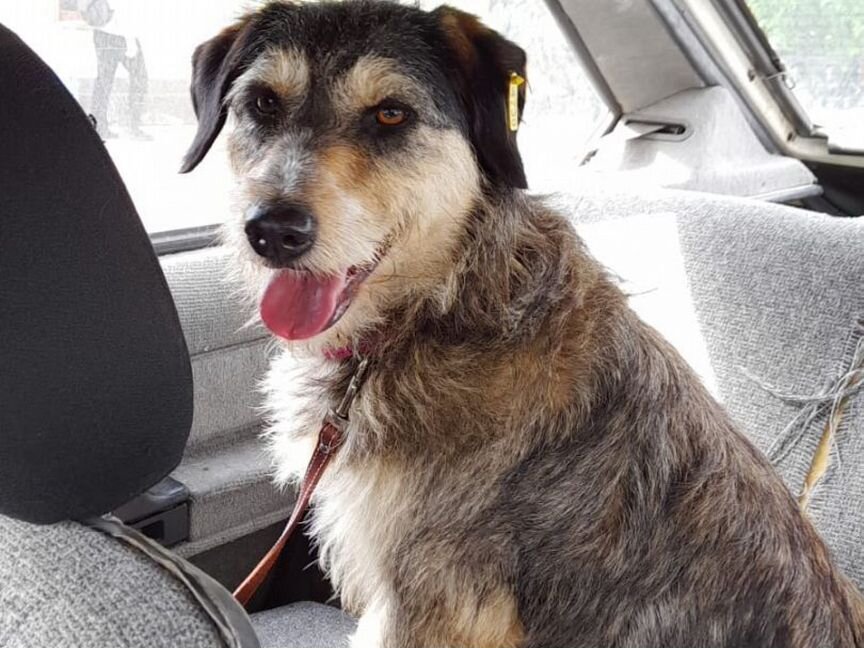 Хорошая собака Матильда ищет дом