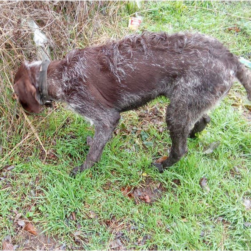 Найдена сука дратхаара