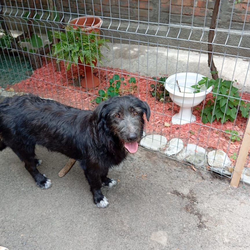 Фландрский бувье