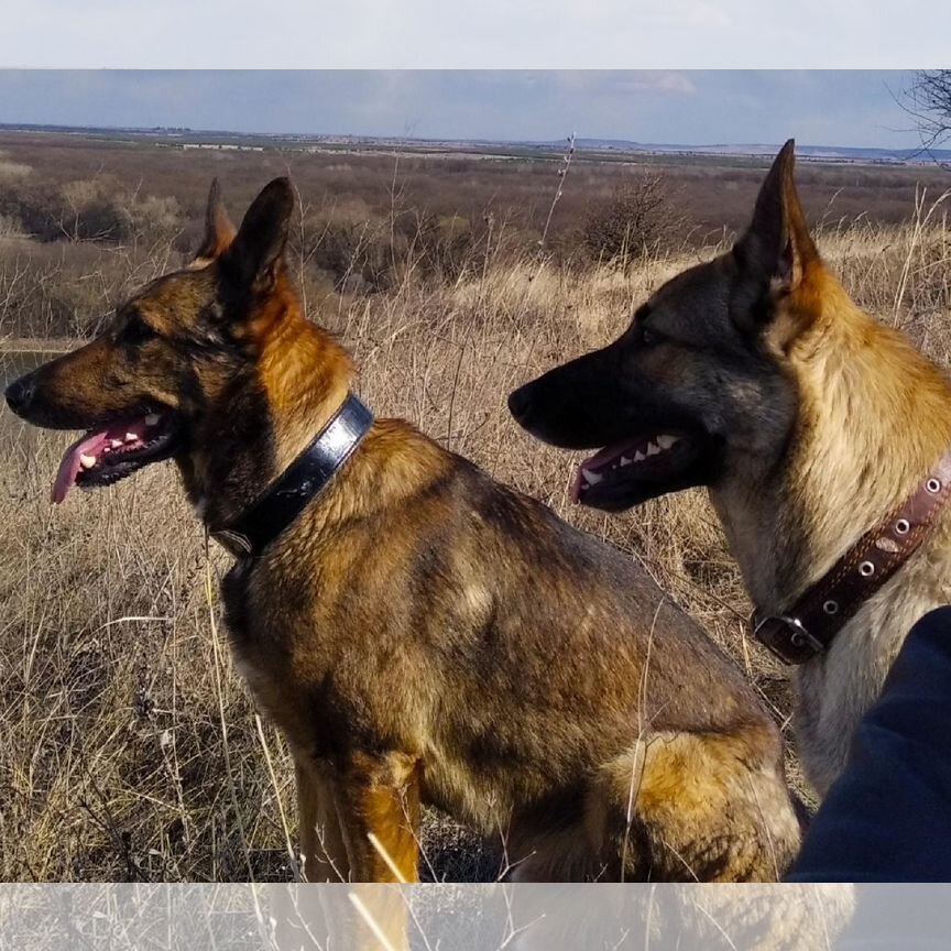 Селекционные.щенки