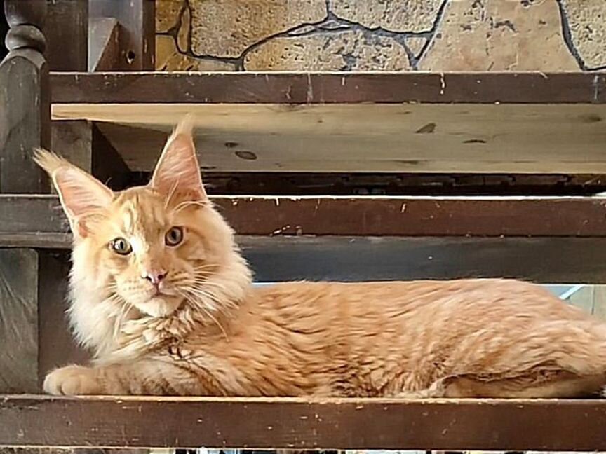 Котята мейн-кун рыжие
