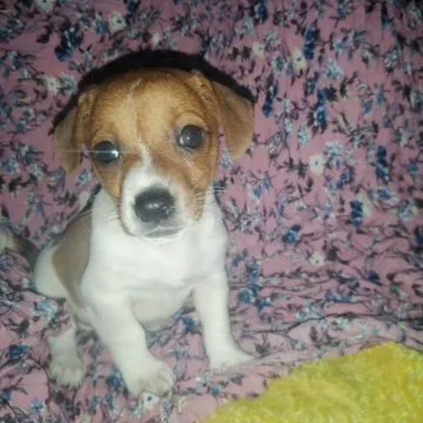 Джек рассел терьер