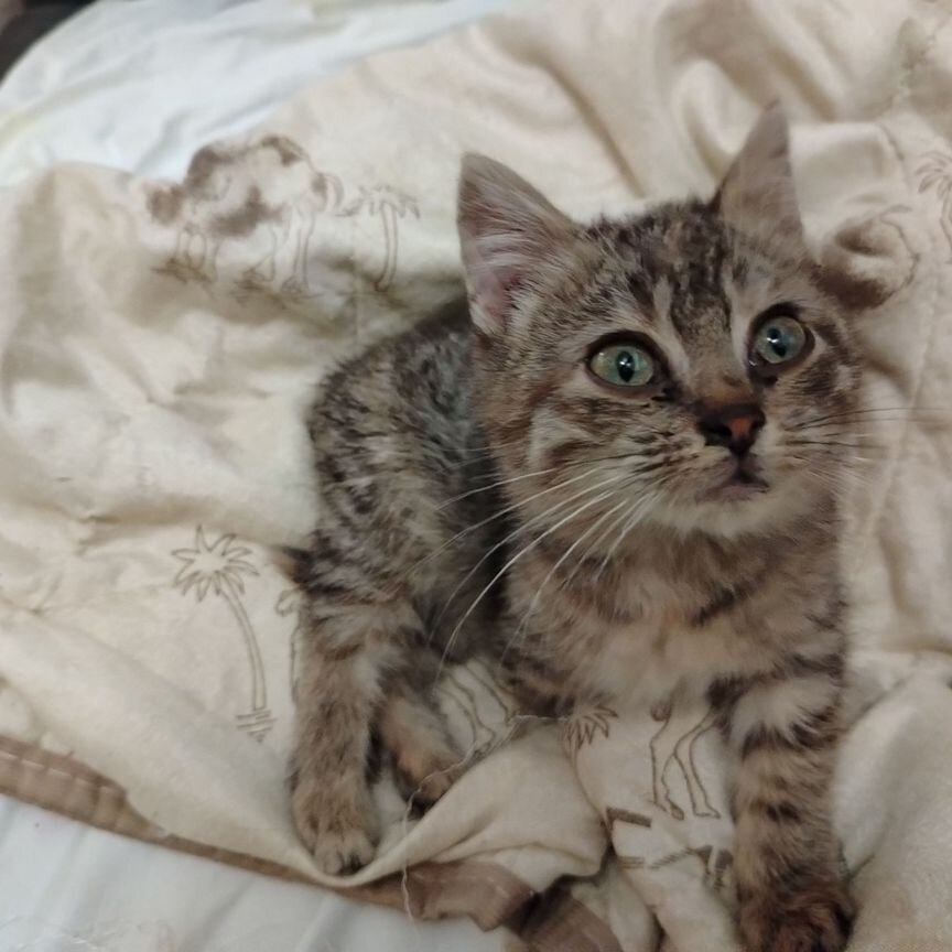 Котёнок без одной лапки