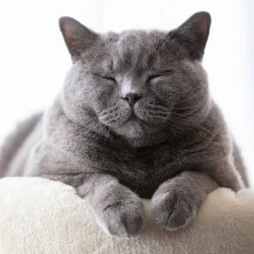 Кошачья шерсть