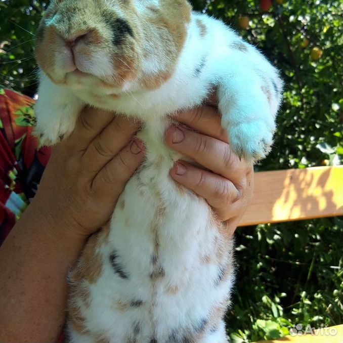 Кролики породы Рекс