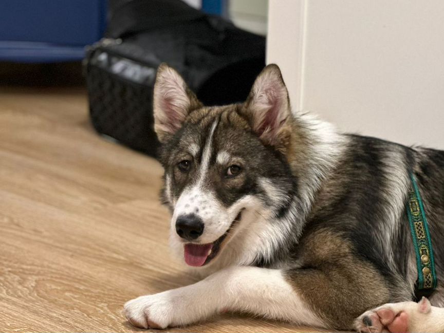 Потрясающий Атос только в самые лучшие руки