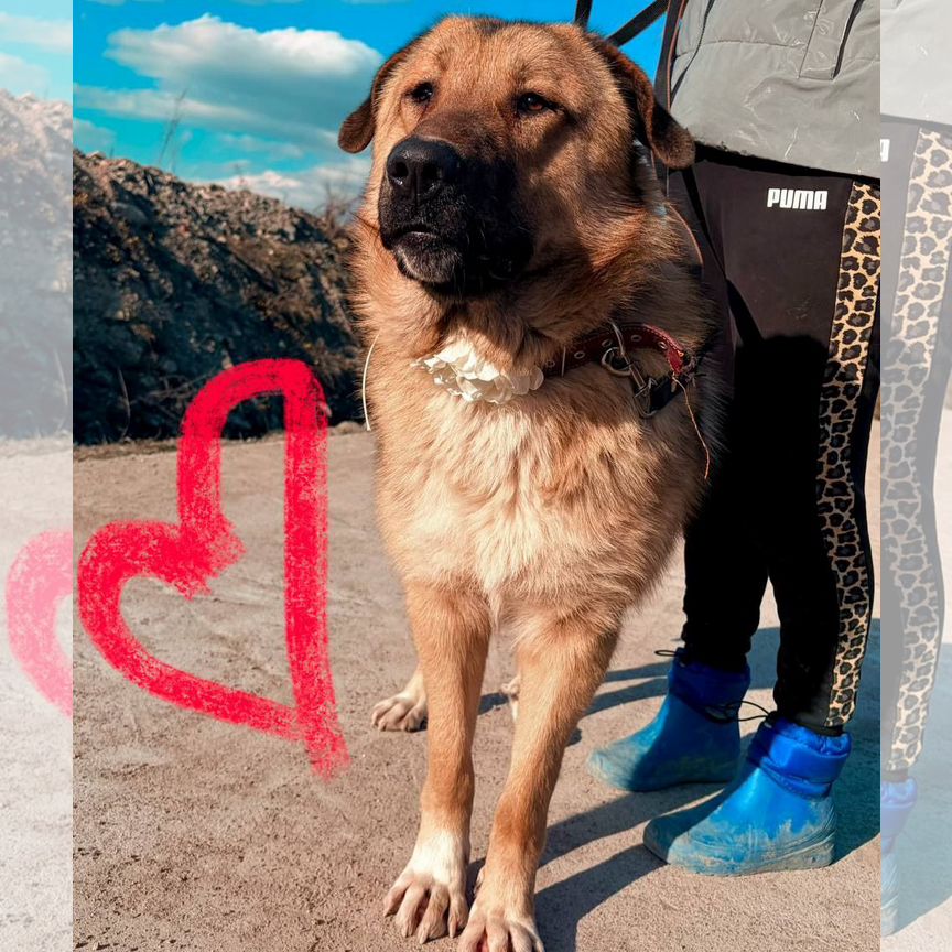 Щенок в добрые руки