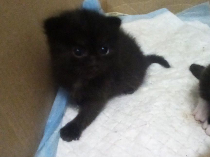 Маленькие котята девочки