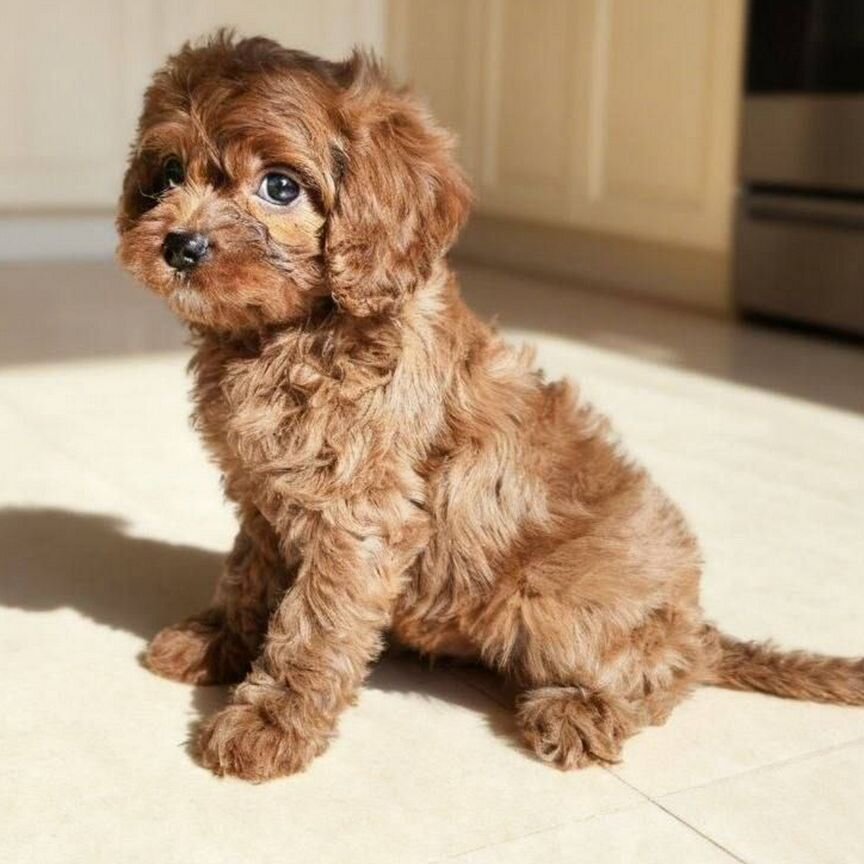 Кавапу, щенок