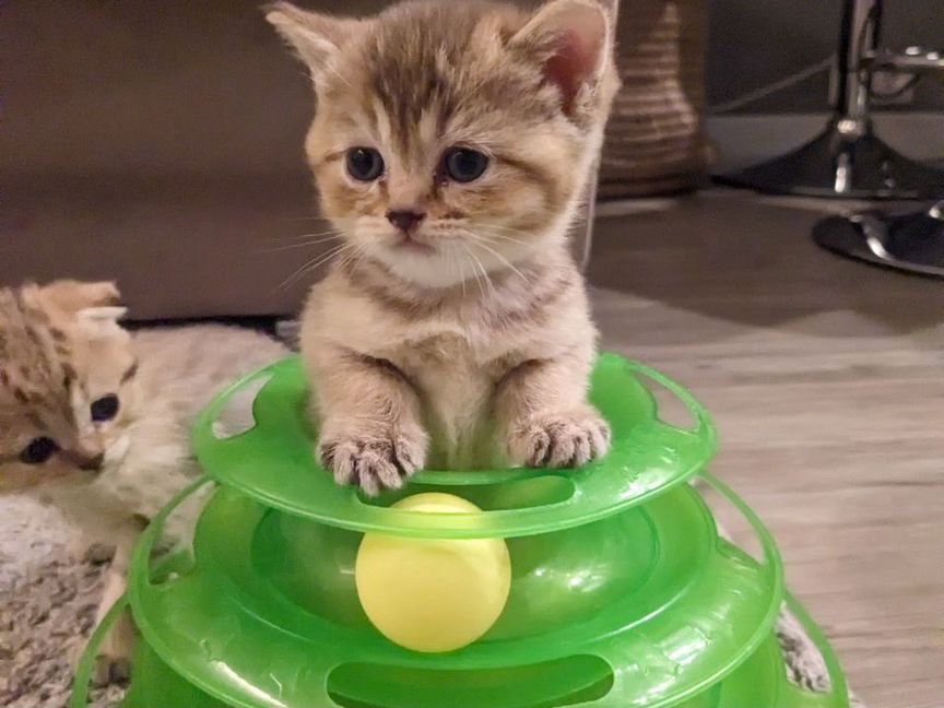 Шотландские котята, скотиш-страйт и скотиш-фолд