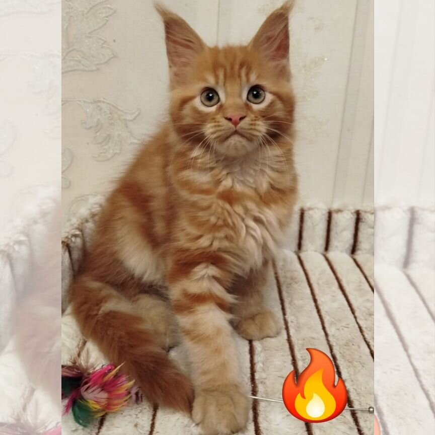 Котята мейн-кун
