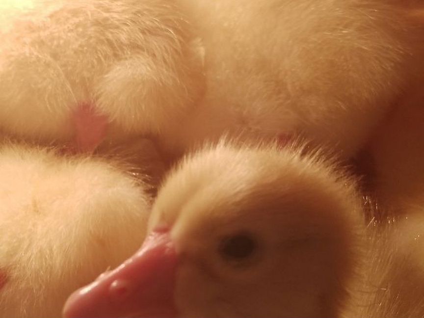 Гусята, Львиная Голова, Ванси, белые