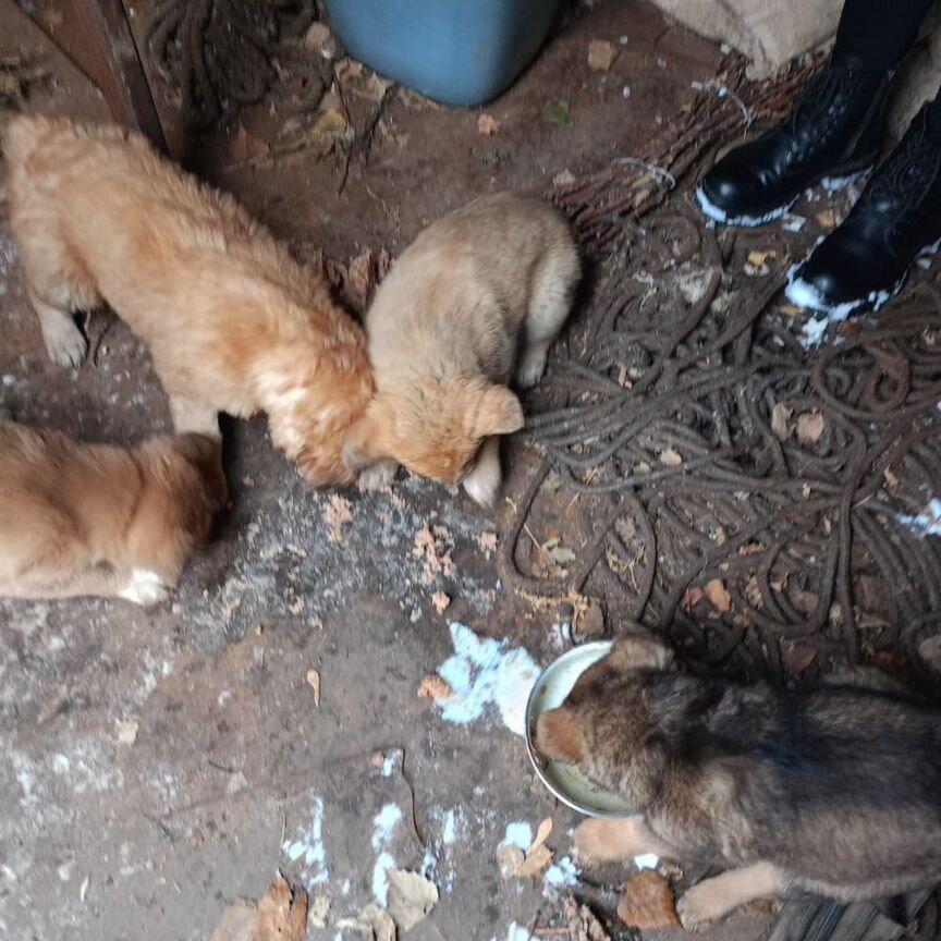 Щенят подкинули, в добрые руки