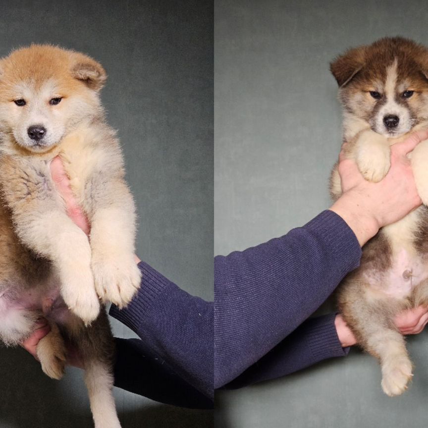 Мальчики акита ину