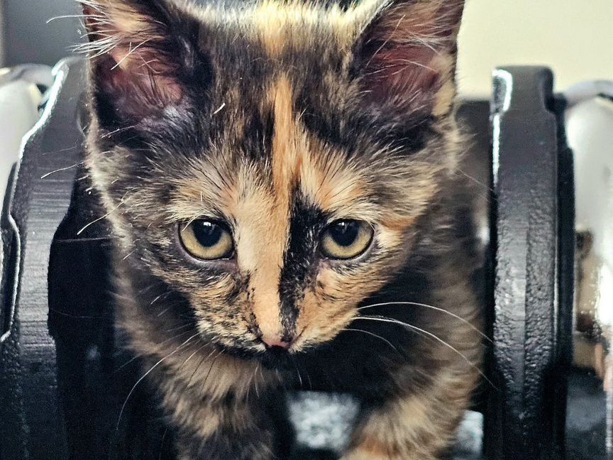 Котё в добрые руки