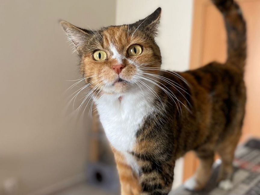 Роскошная Марфа ищет дом