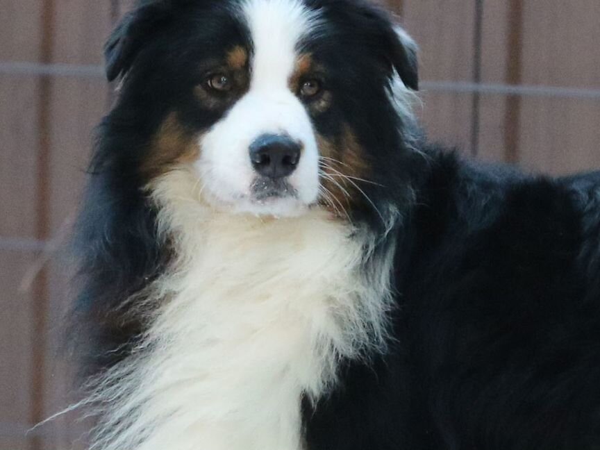 Австралийская овчарка мальчик 1,5 года