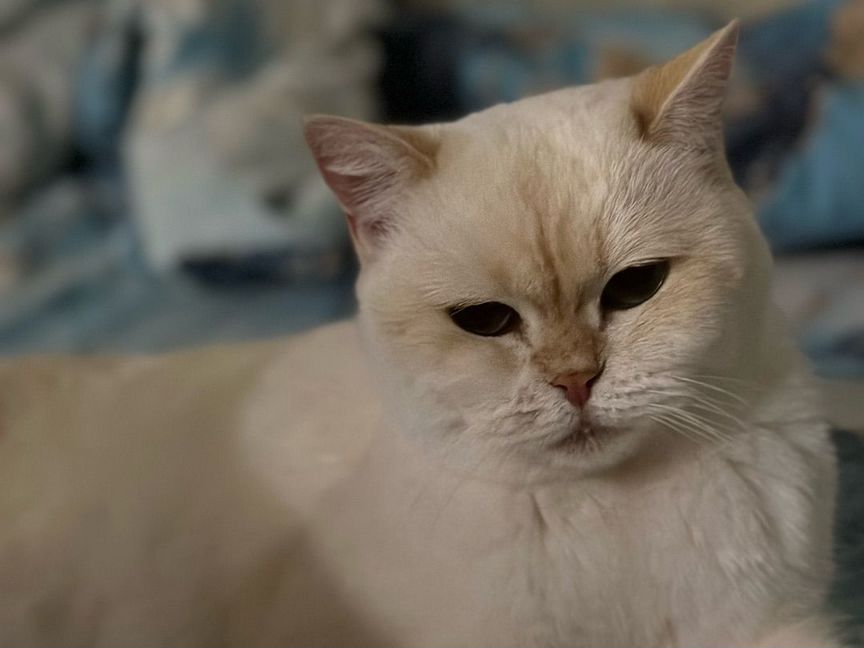 Шотландская кошка