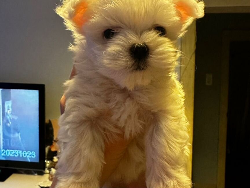 Щенки мальтийской болонки mini