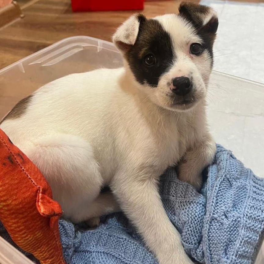 Белый Бим черное Ухо