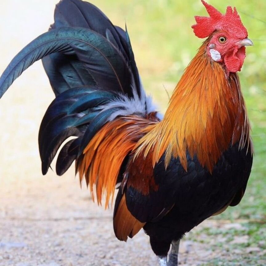 Молодые петухи