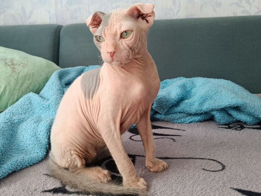 Украинский левкой, сфинкс мальчик