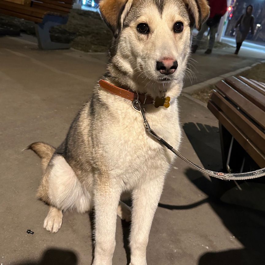 Лоппи был выброшен