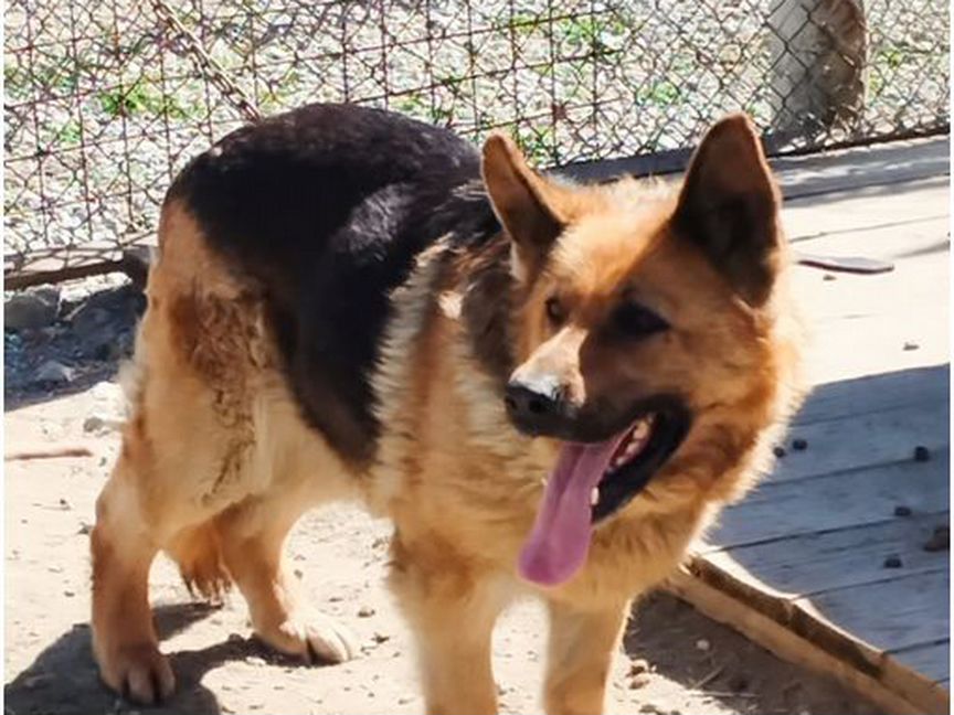 Собаки желают обрести семью)