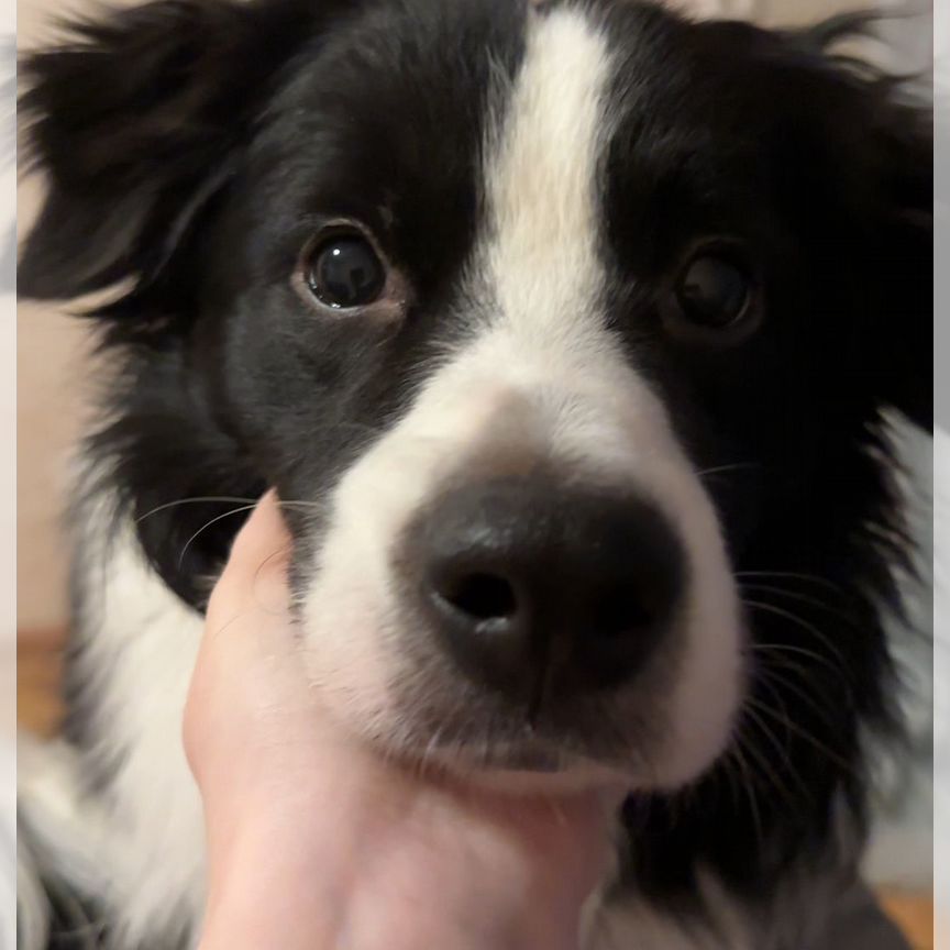 Бордер-колли, вязка