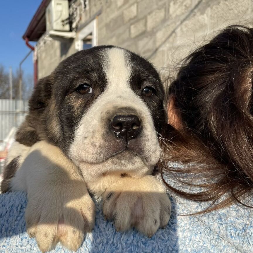 Щенки среднеазиатской овчарки