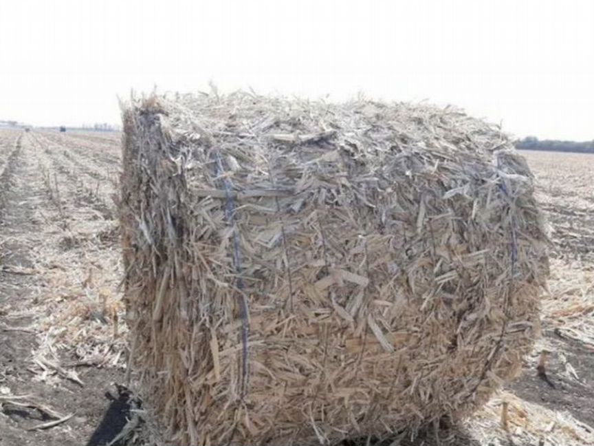 Солома кукурузная