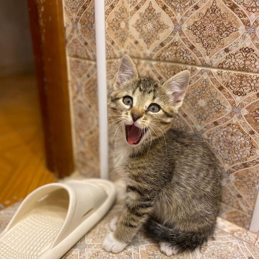 Котенок Шпротик 2,5 мес