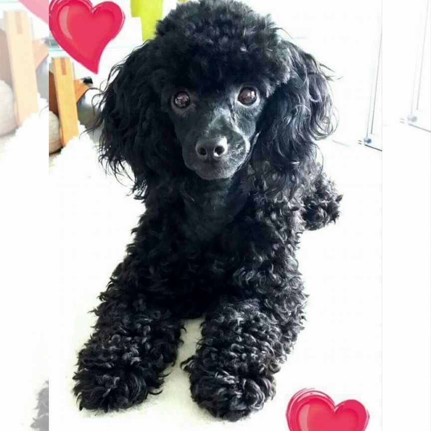 Той-пудель девочка черная