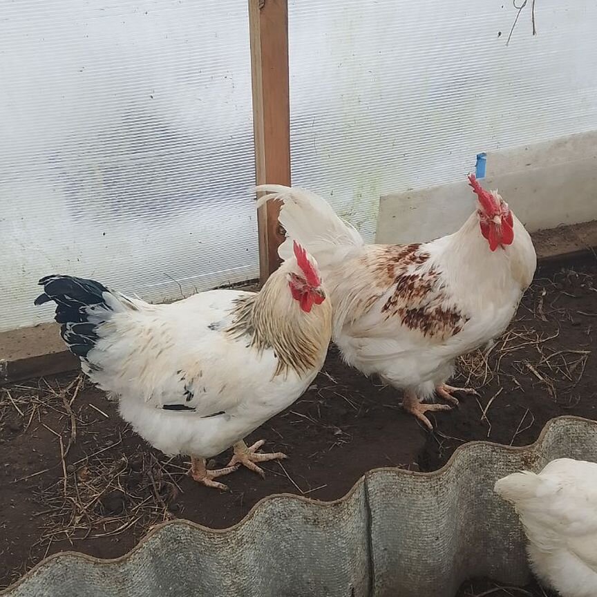 Молодые петухи