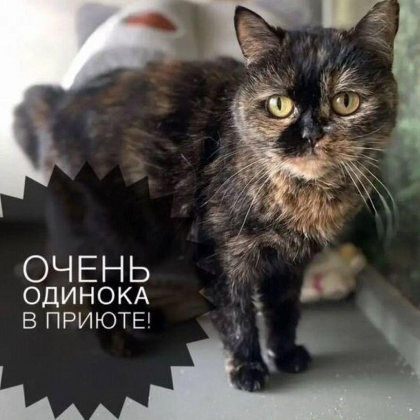 Британская короткошёрстная, взрослая кошка