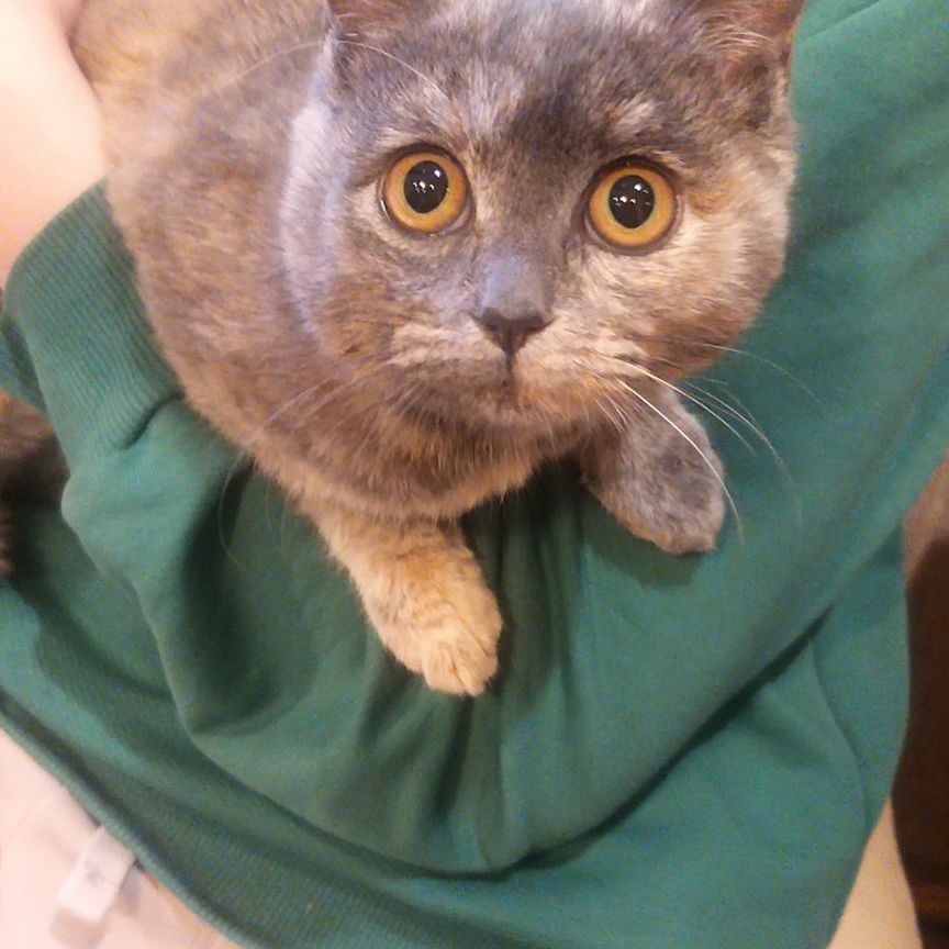 Кошечка 5-6 месяцев