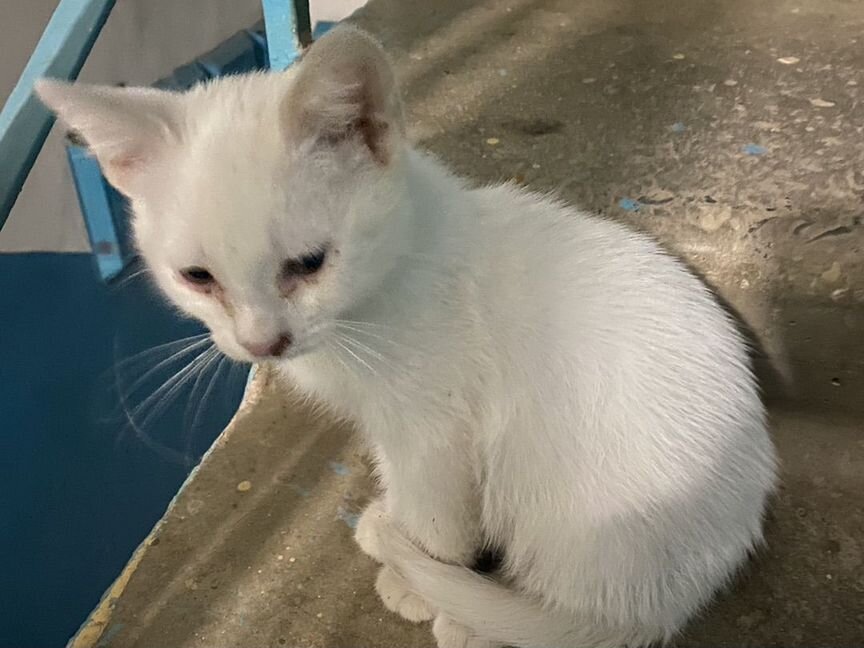 Белый котенок