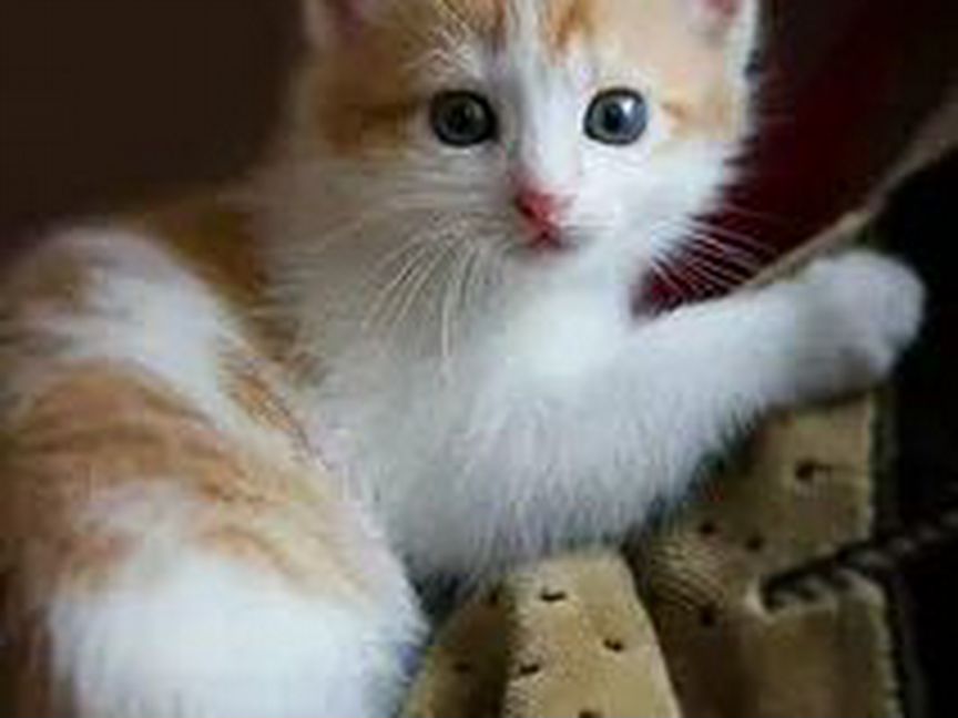 Девочки рыжульки