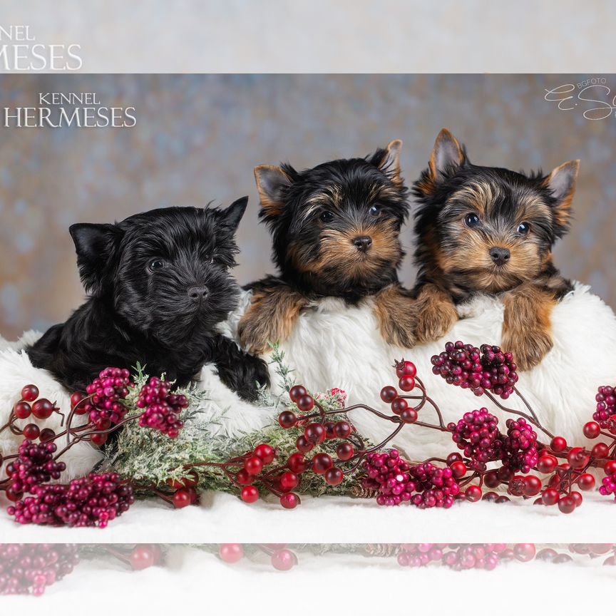 Йоркширский терьер, щенок