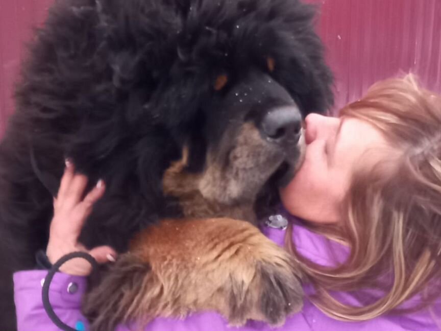 Тибетский мастиф вязка