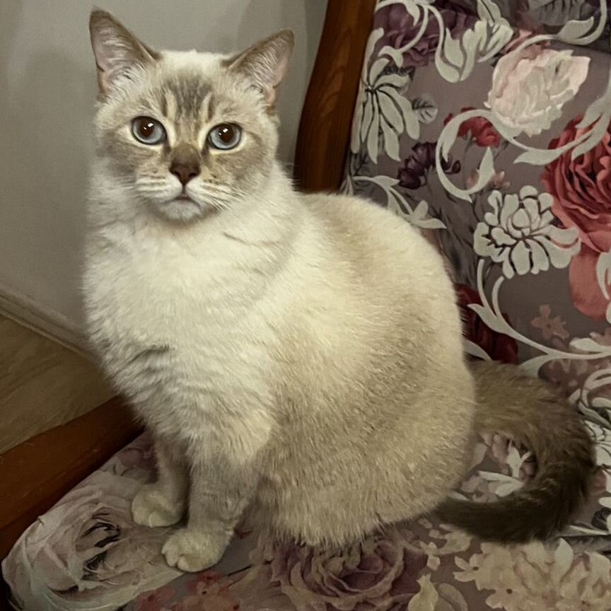 Невская маскарадная кошка, взрослая