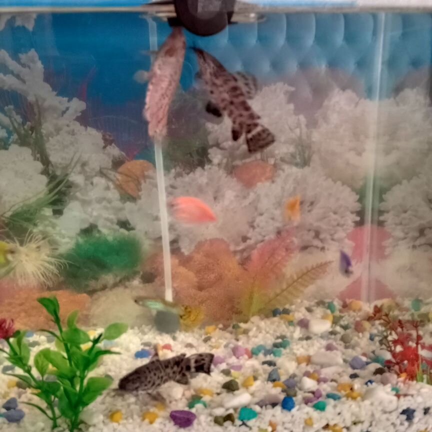 Украшение для аквариума. Аквариум