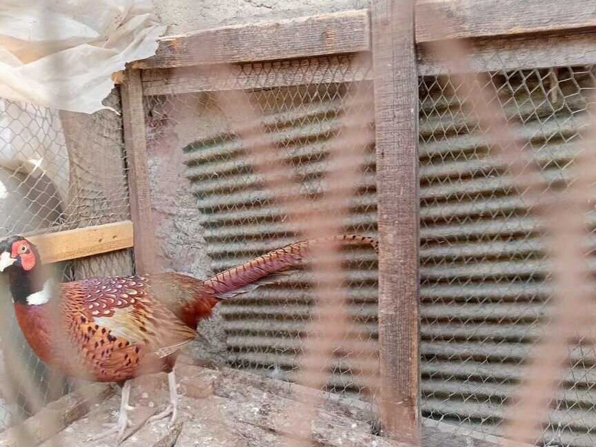 Продаю пару фазанов. Мальчик и девочка